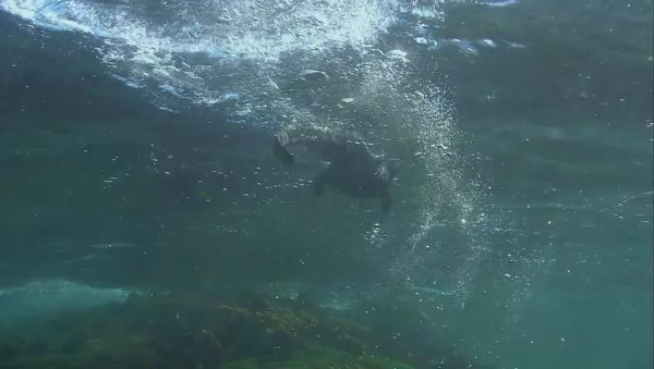 (BBC)갈라파고스(Galapagos,2007)(BDRip)(3CD)(한영)(mkv) 토렌트