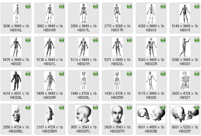 [TIF] Human Body [인체-해부도] 토렌트